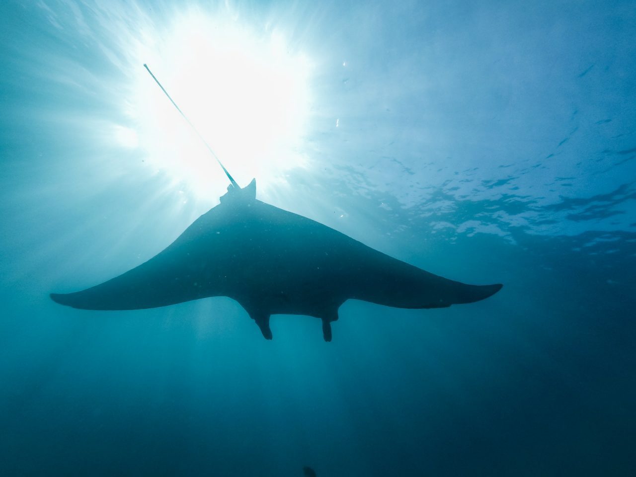 Australian Marine Animals: Where to See Dolphins, Whales, Sharks & More ...