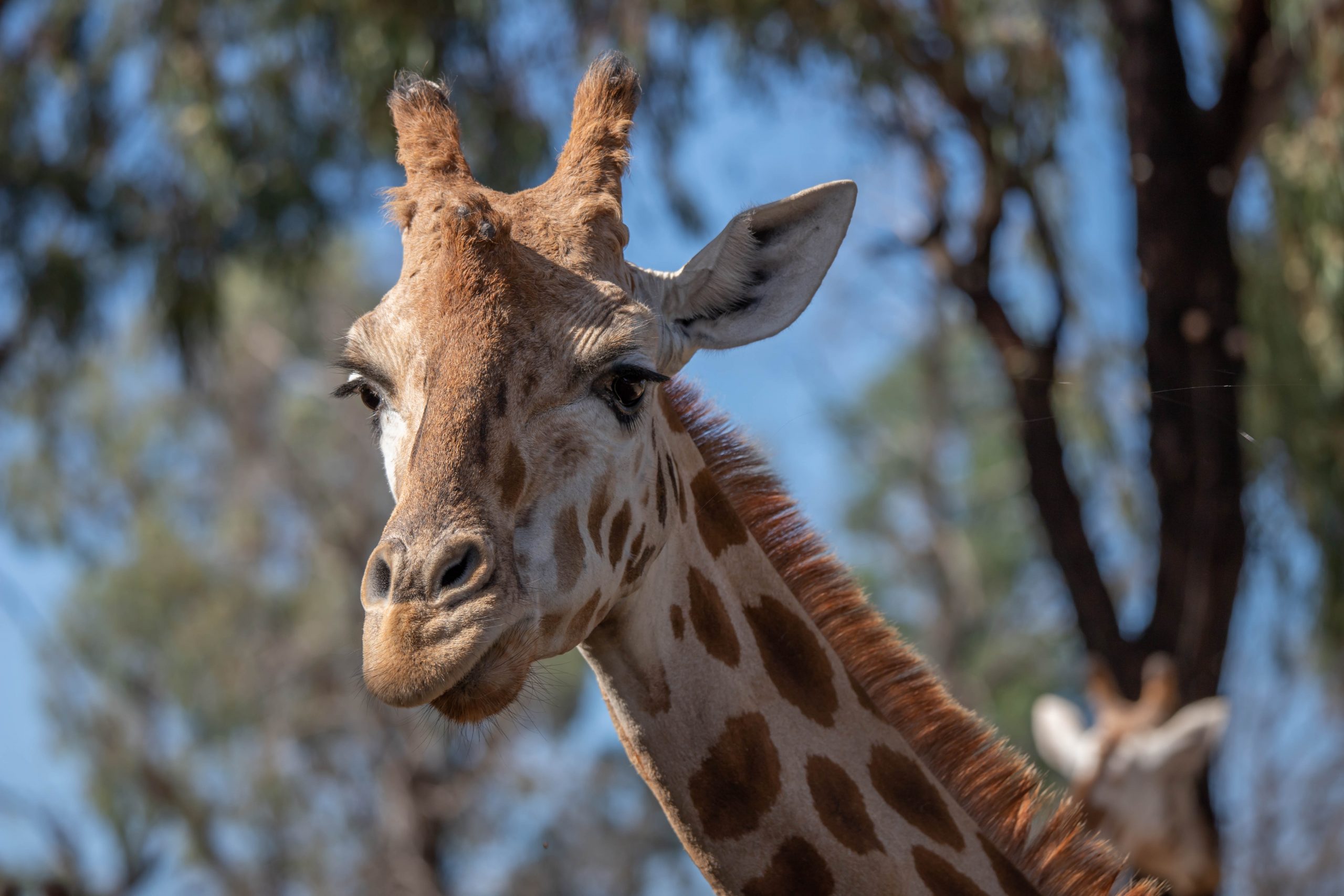 Taronga Dubbo Zoo – Australia’s Ultimate Safari Experience - Australia ...