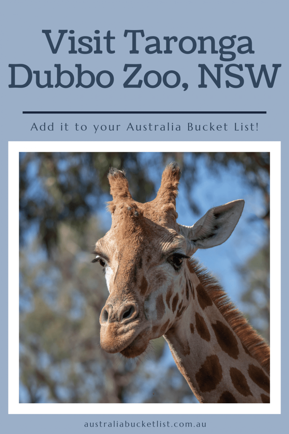 Taronga Dubbo Zoo – Australia’s Ultimate Safari Experience - Australia ...