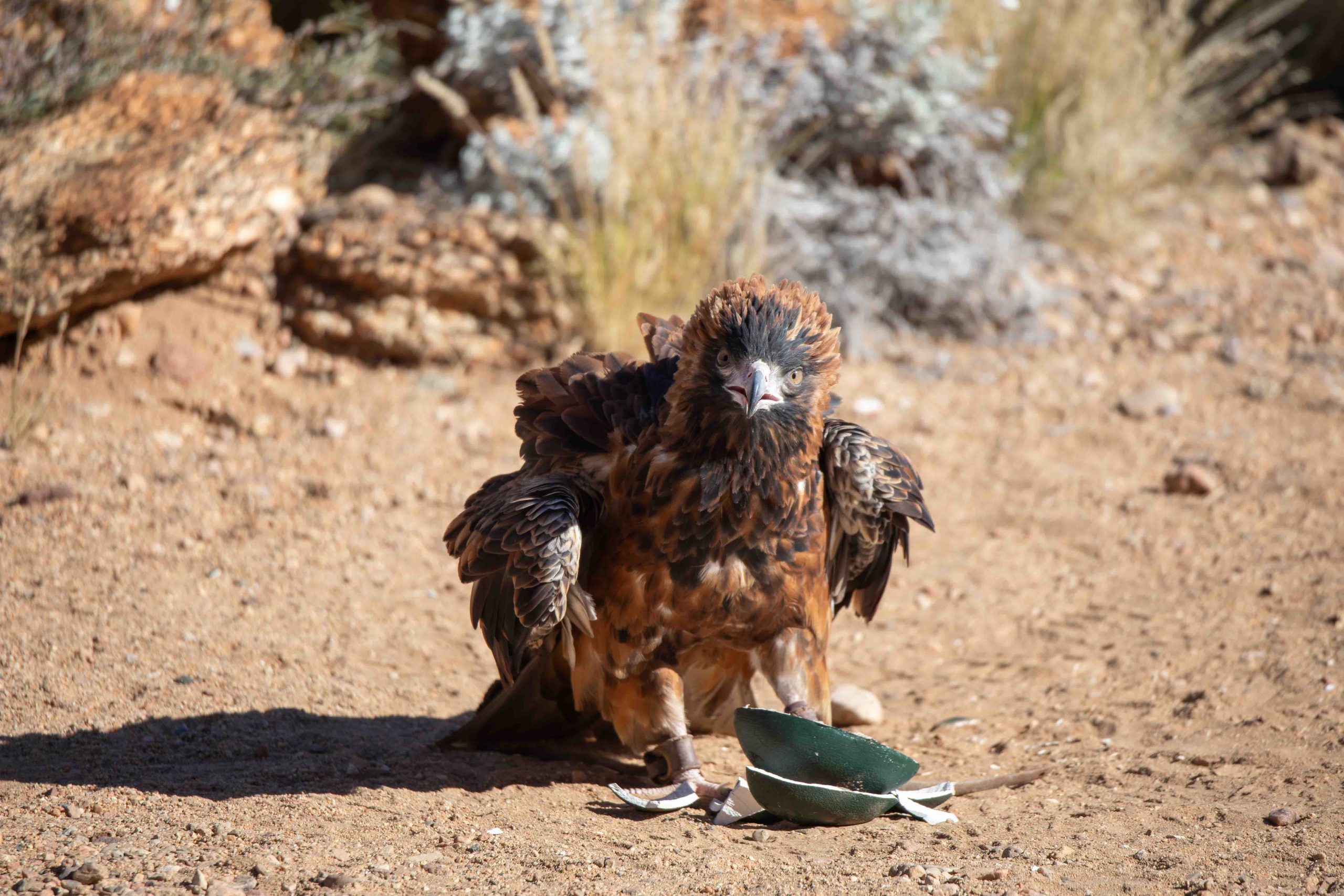 Alice Springs Desert Park: A Must-Visit in the Red Centre - Australia ...