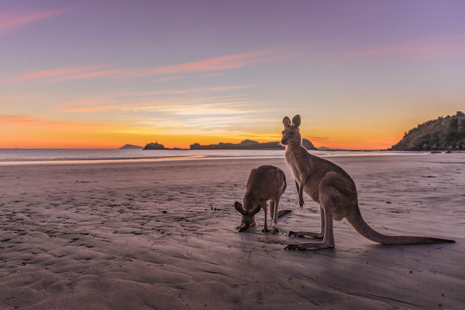 Top Mammal Encounters in Australia: Wildlife Tours & Family-Friendly ...