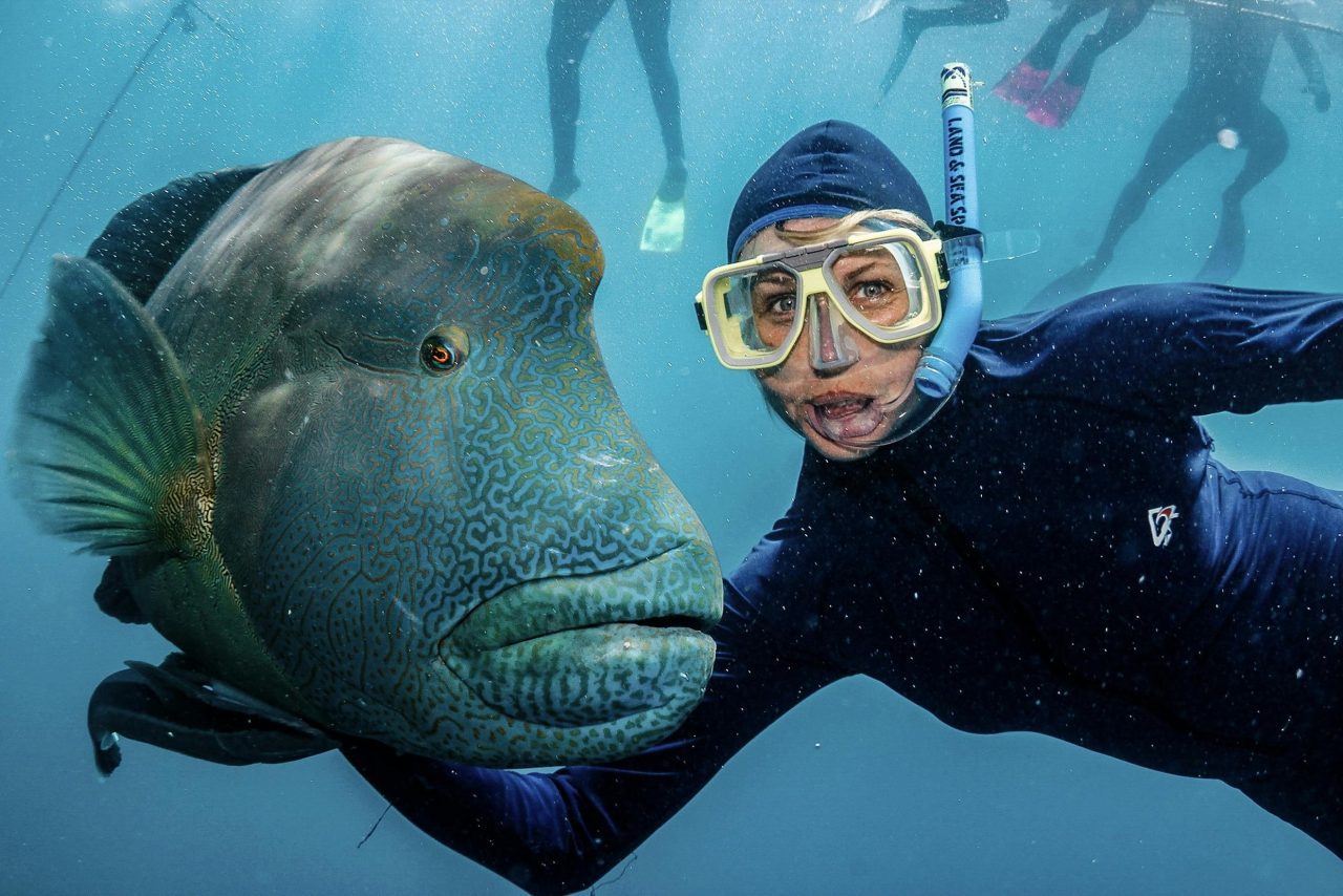 Australian Marine Animals: Where to See Dolphins, Whales, Sharks & More ...